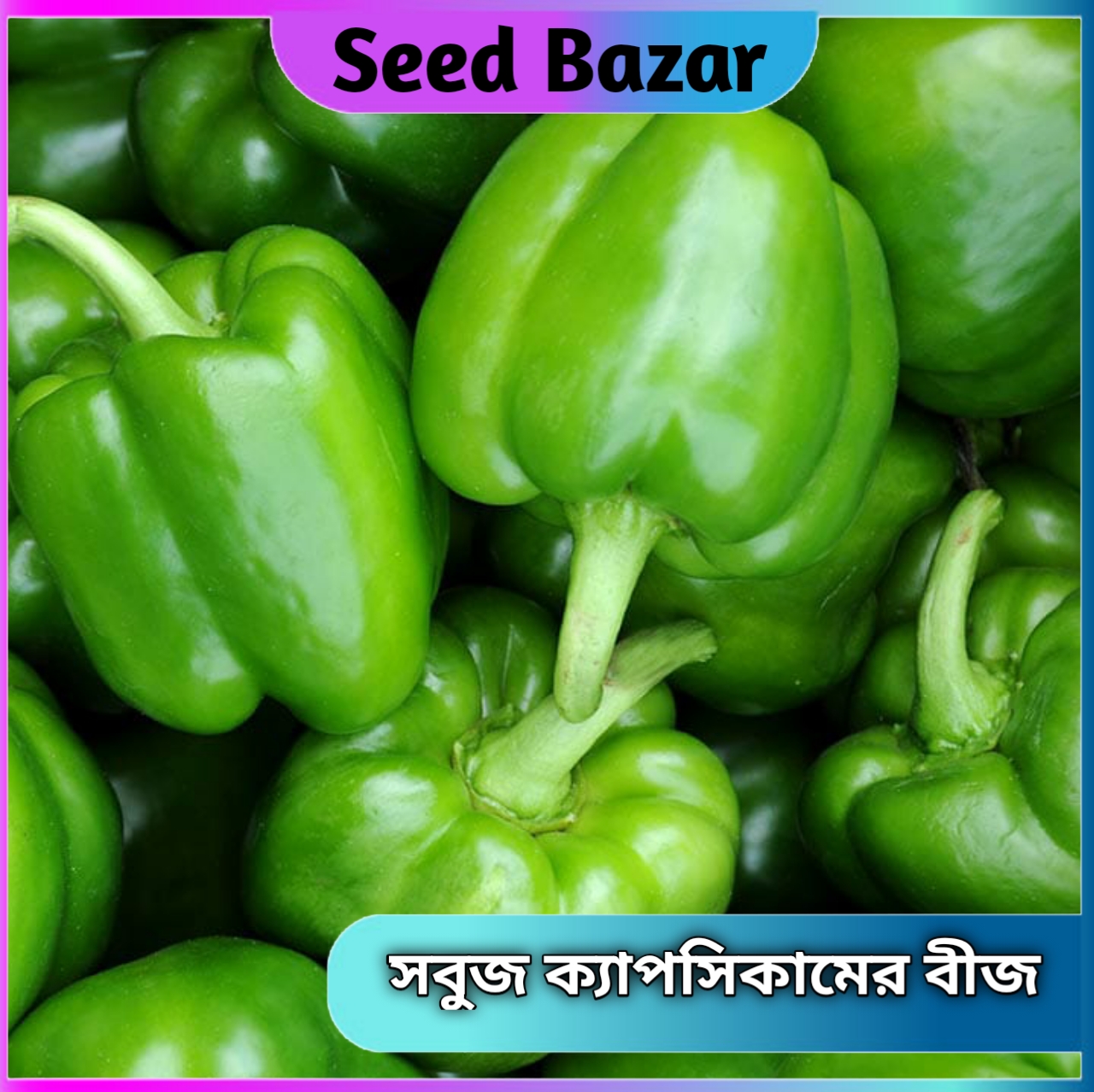 capsicum seeds 45 pice + gift (Green color) | Daraz.com.bd