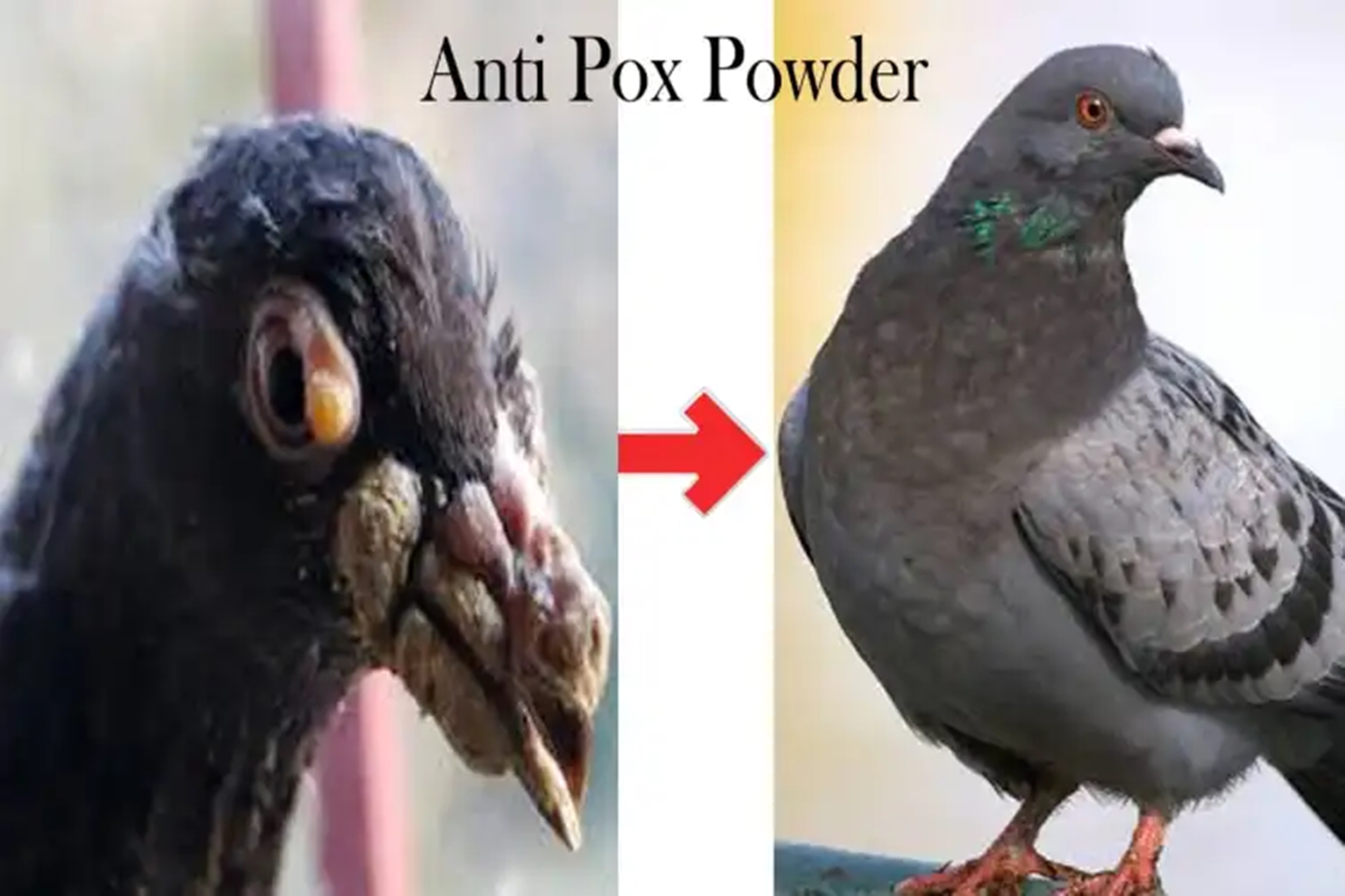 Anti pox Powder 10g For Any Bird, Pigeon Pox Medicine | Daraz.com.bd