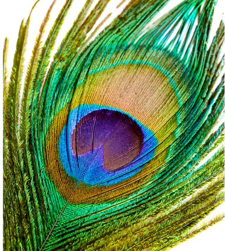 Natural Peacock Feathers Full Size (No Cutting)- Moyur Palak 10 Pcs ...