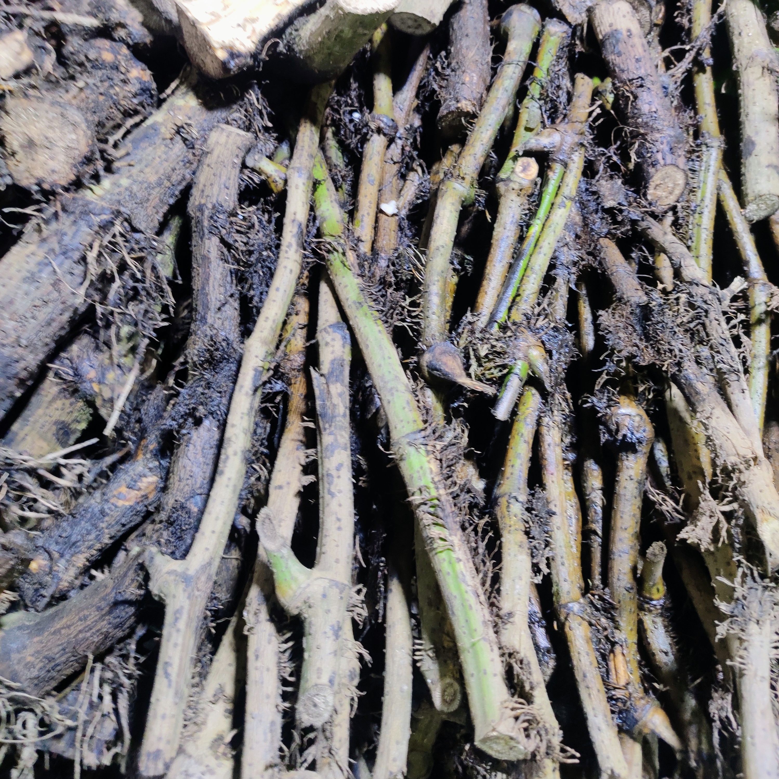 Khulna famous Chui Jhal 100 gram. Make your cooking more delicious ...