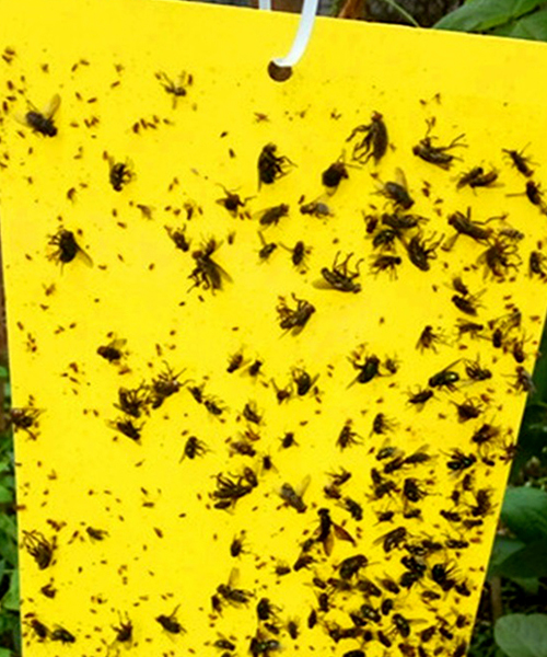 Yellow Sticky Traps - Adhesive Insect killing Trap - Yellow Color Traps ...