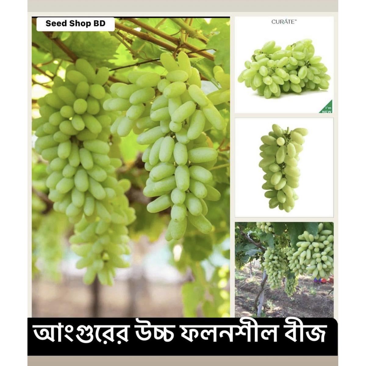 উচ্চ ফলনশীল (Super Sonaka grapes )আংগুর ফল বীজ -২০পিস | Daraz.com.bd