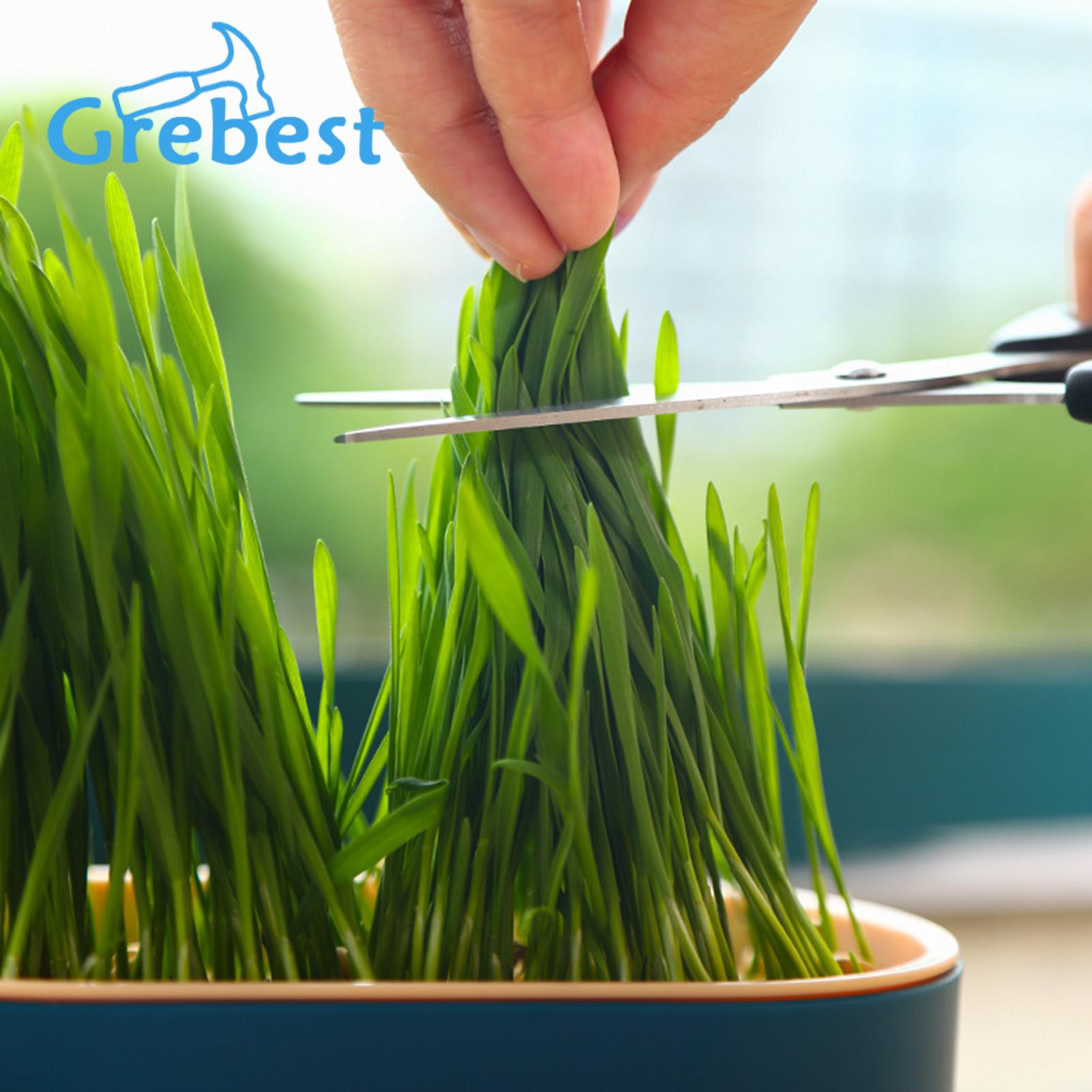 Grebest Hydroponic Sprout Dish High Budding Rate Hydroponic Grass Tray ...