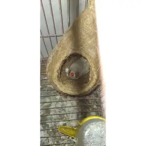 Bird Nest for love bird(small) | Daraz.com.bd