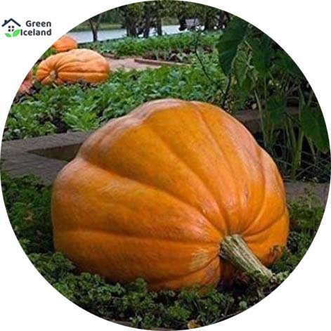 10 Pcs Natural European Hybrid Pumpkin Seeds - 10 Pcees Seeds | Daraz ...