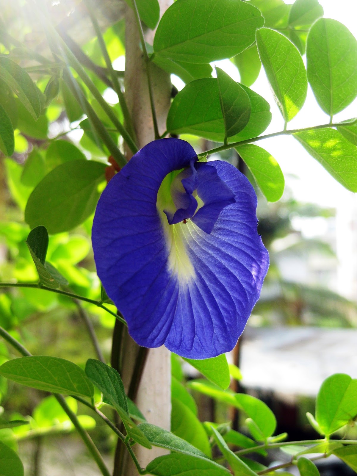 APARAJITA FLOWER SEEDS, BLUE COLOUR FLOWER - 5 SEEDS | Daraz.com.bd