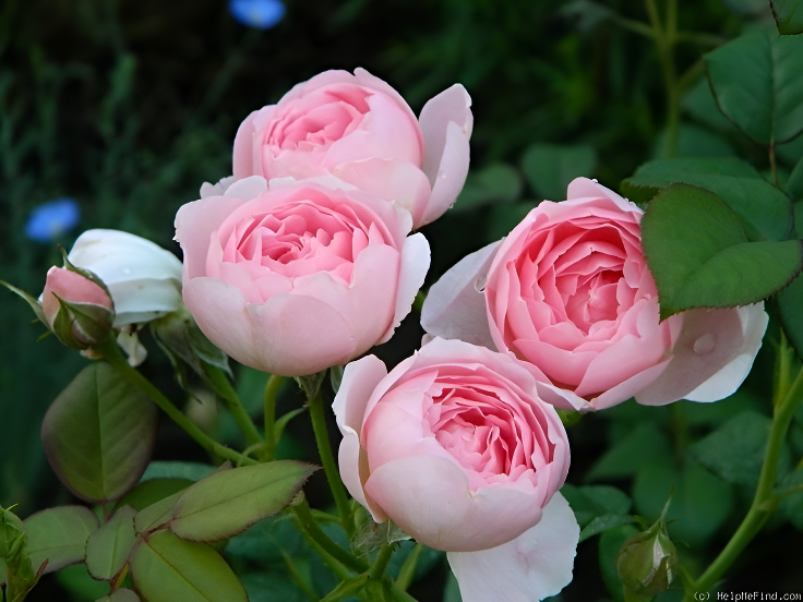 Global Rare Clambing Mary Rose Flower Seeds - 30+ Seeds | Daraz.com.bd