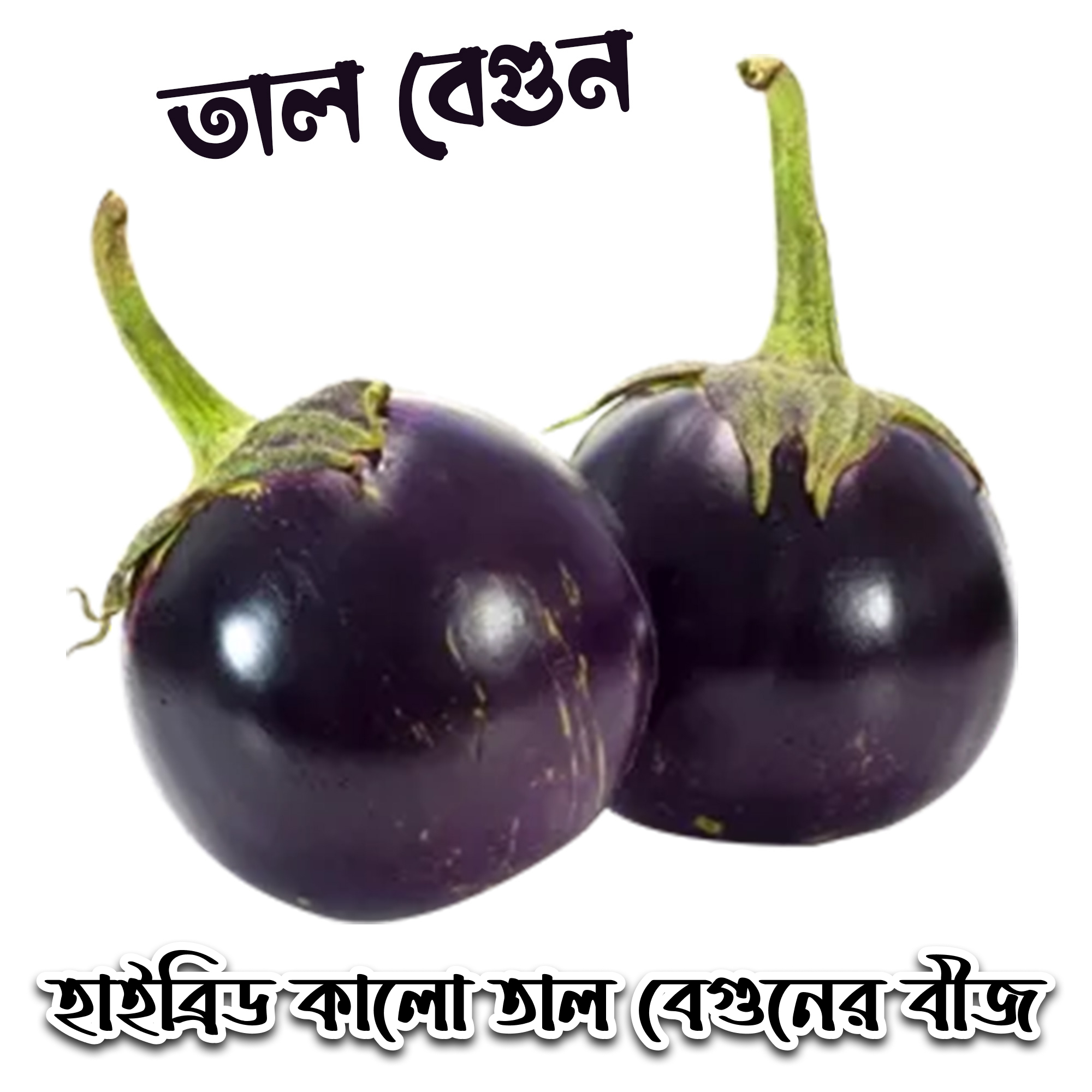 Hybrid Desi Tal Eggplant Seeds 25 pcs. | Daraz.com.bd