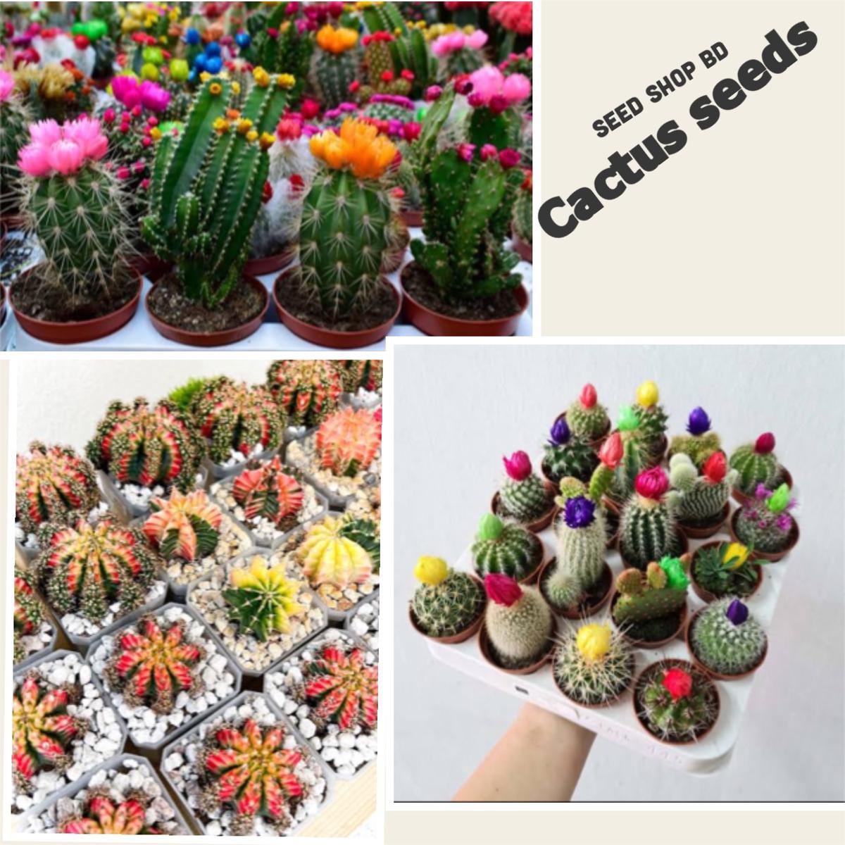All Season Global Cactus Seeds -15pcs | Daraz.com.bd