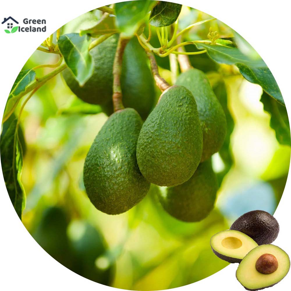 Natural Avocado Seeds - 5 Pcs Seeds | Daraz.com.bd