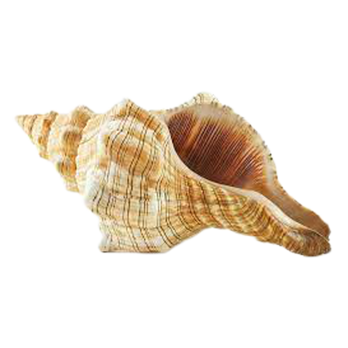 Conch Shell Powde-Conch Powder - songkho gura - 100gm - face mask ...