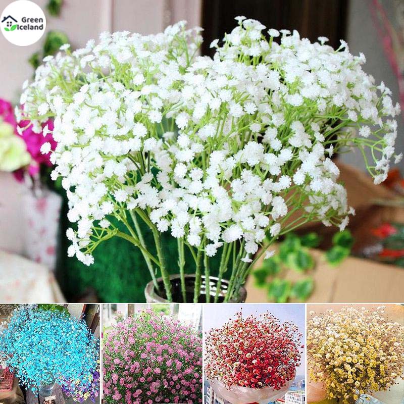 Natural Gypsy Flower Seeds - 50 Pcs Seeds | Daraz.com.bd