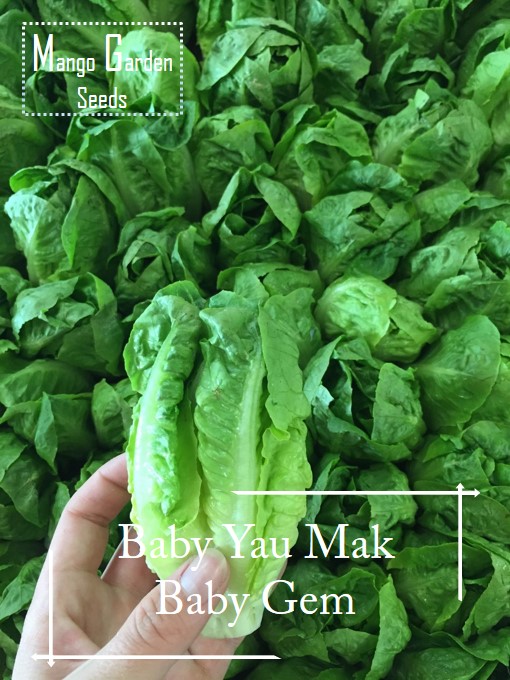 *Easy* Baby Gem Yau Mak Lettuce Seeds - 200 Seed *Pot Friendly* Tanam ...