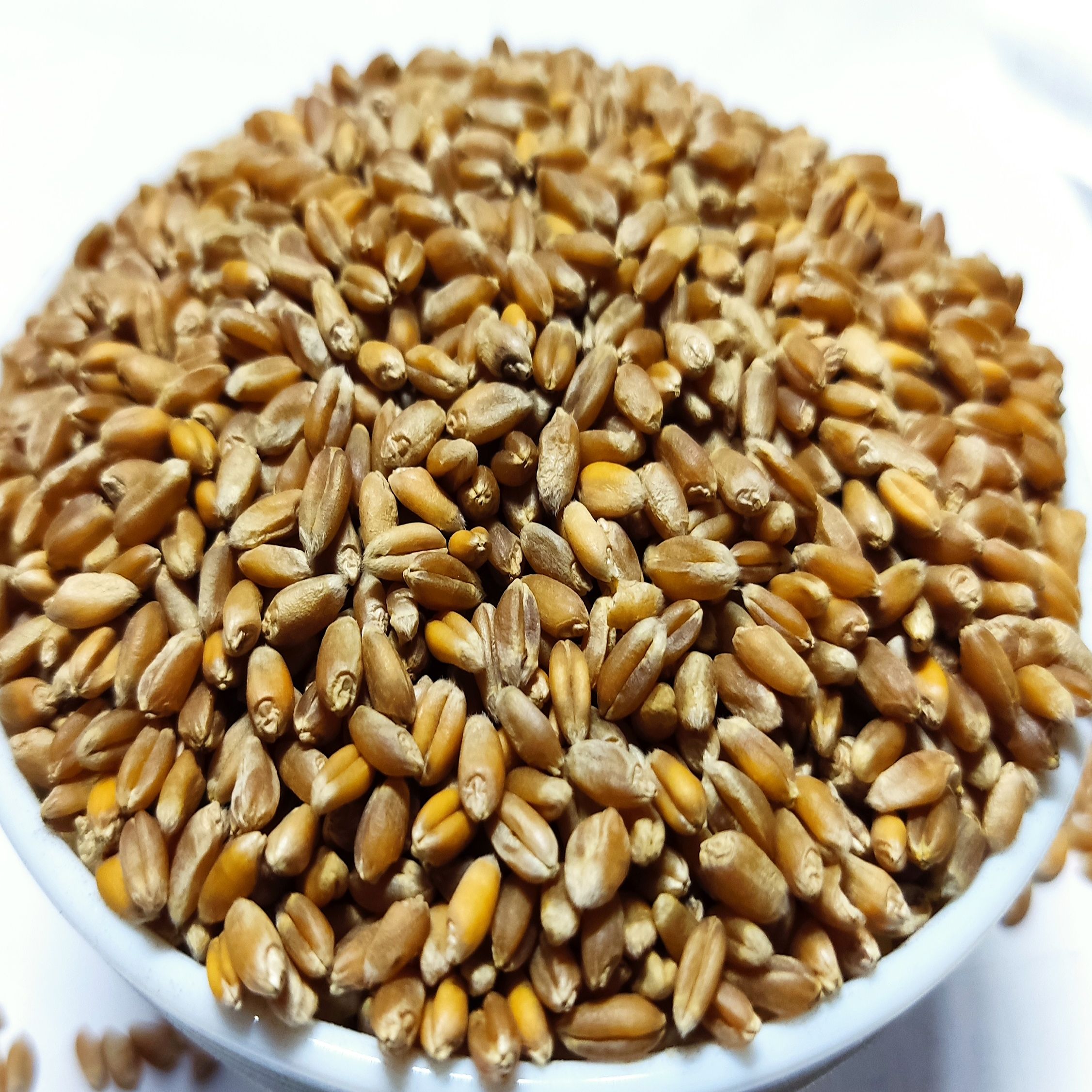 Red Wheat For birds Foods - 1KG | Daraz.com.bd
