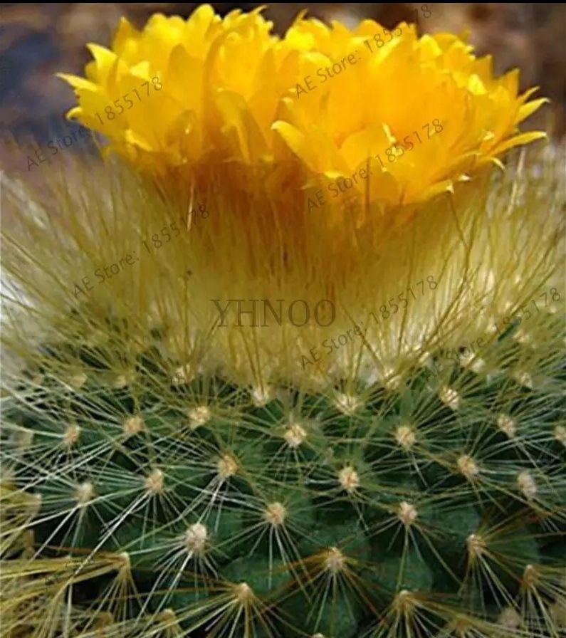 Colorful Lithops Seeds for Plants - 10 pcs | Daraz.com.bd