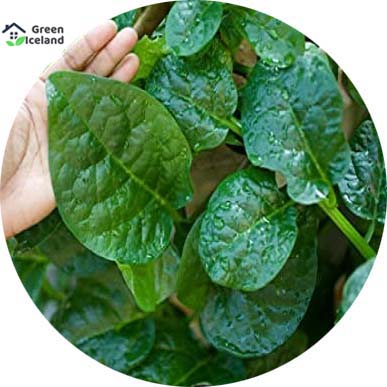 Puishak Seeds Hybrid - 100 Pcs Seeds | Daraz.com.bd