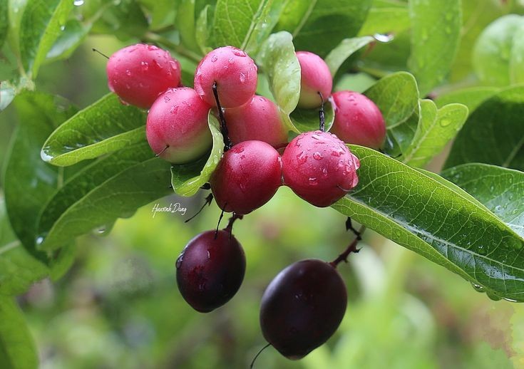 Highbred Karanda/Karamcha Fruits Seeds 14+ Pieces (হাইব্রিড করমচা ফলের ...