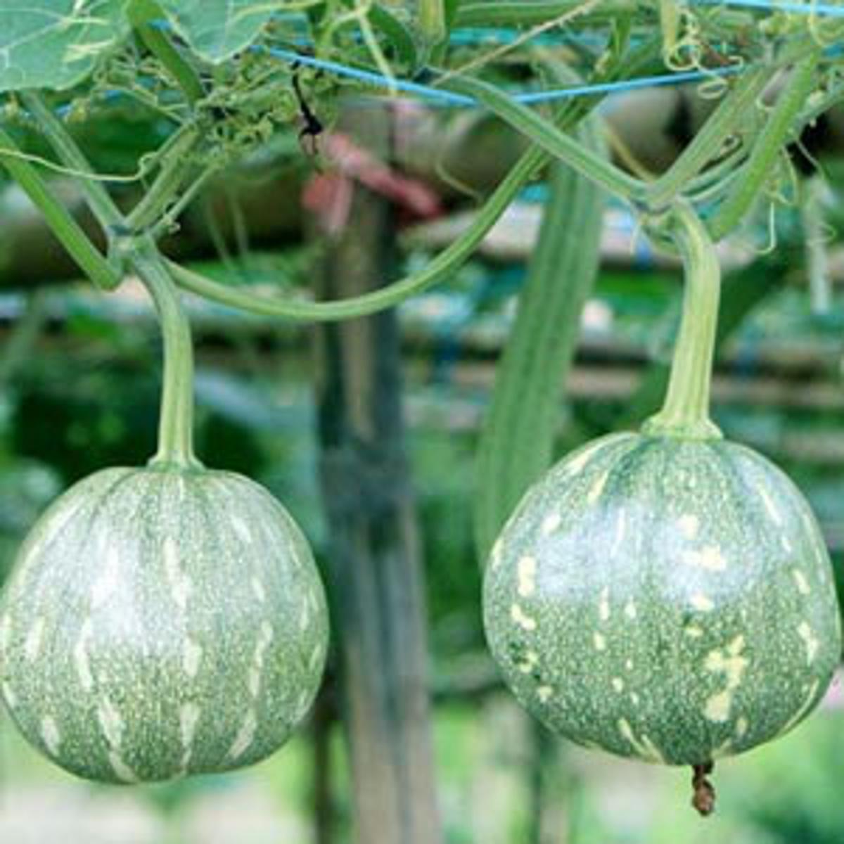 Misti Kumra (Sweet Pumpkin) seed-20 pcs | Daraz.com.bd