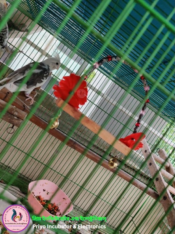 Small bird swing toy pet bird cage accessories bird parch use others ...