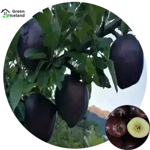 All Season Black diamond apple Seeds - 10 Pcs Seeds | Daraz.com.bd