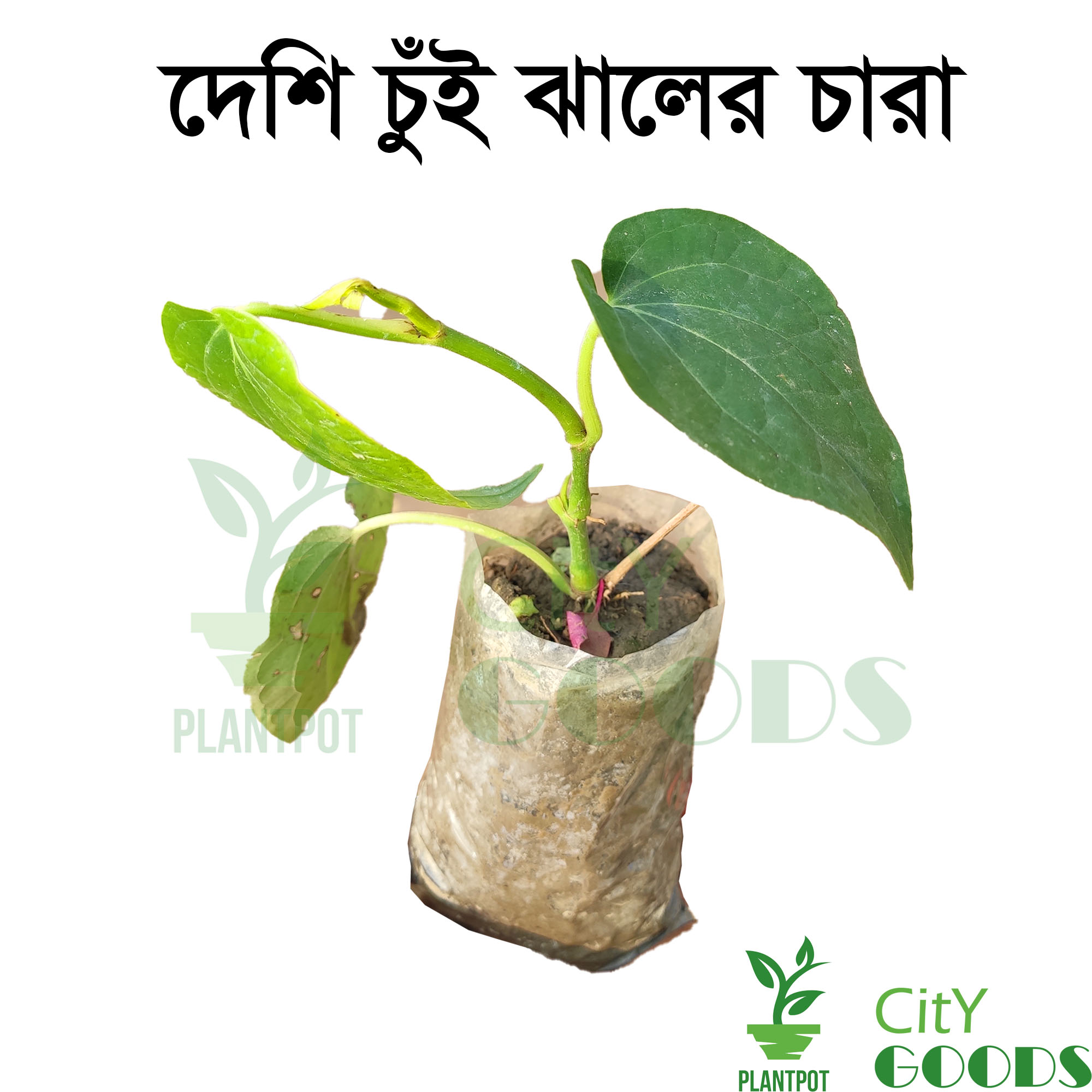 Chui Jhal Plant - Paper Box Packaging | Daraz.com.bd