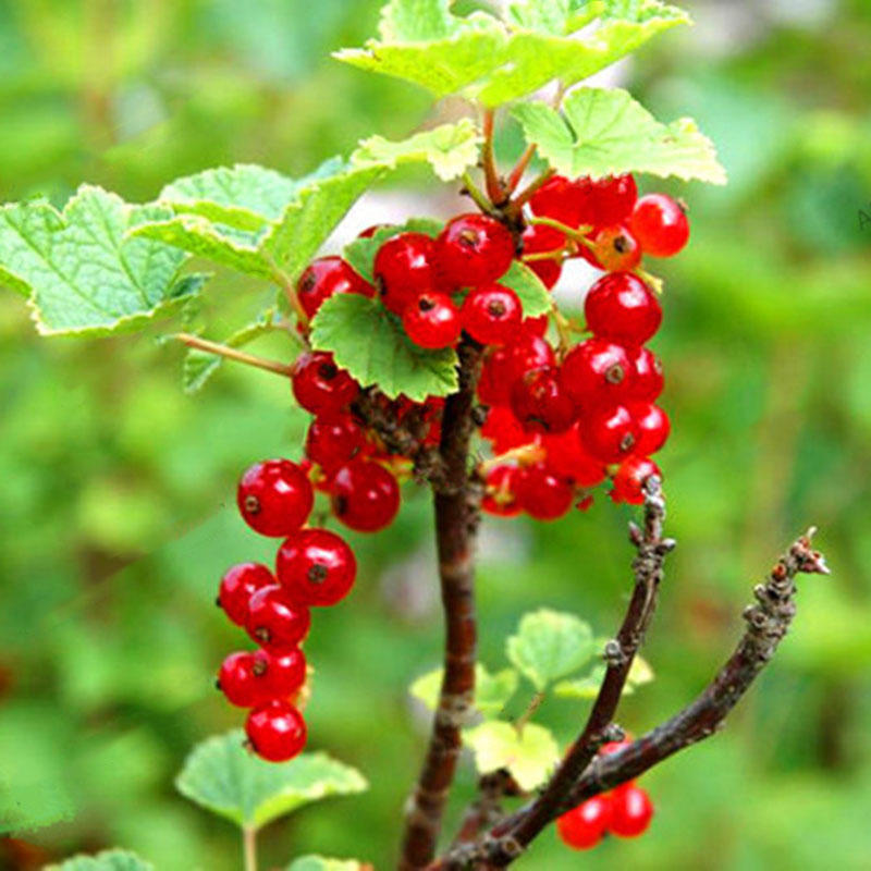 50 PCS Gooseberry Seeds Physalis Peruviana Fruit Bonsai Cape Gooseberry ...