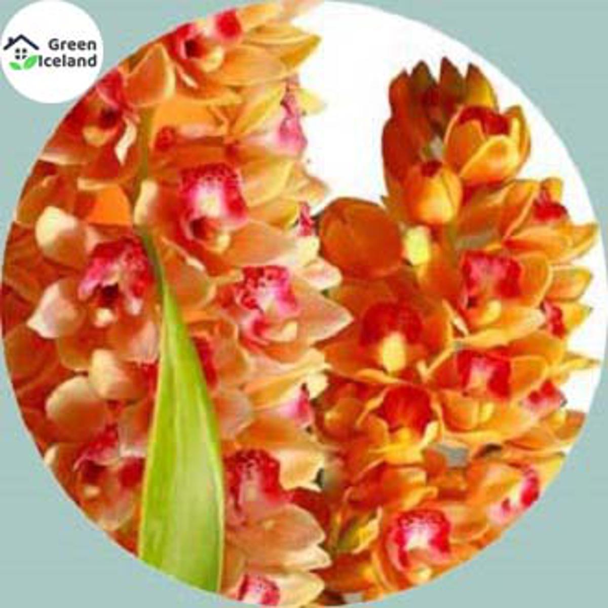 Beautiful Global Orchid Seeds- 5 Pcs Seeds | Daraz.com.bd