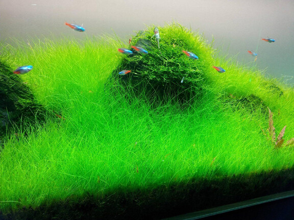 1000 Pcs Seeds Aquarium Substrate Aquatic Floating Grass | Daraz.com.bd