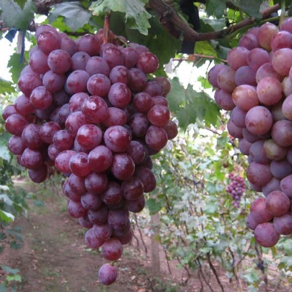 All Season Red Grape SeedS - 20 Pcs SeedS | Daraz.com.bd