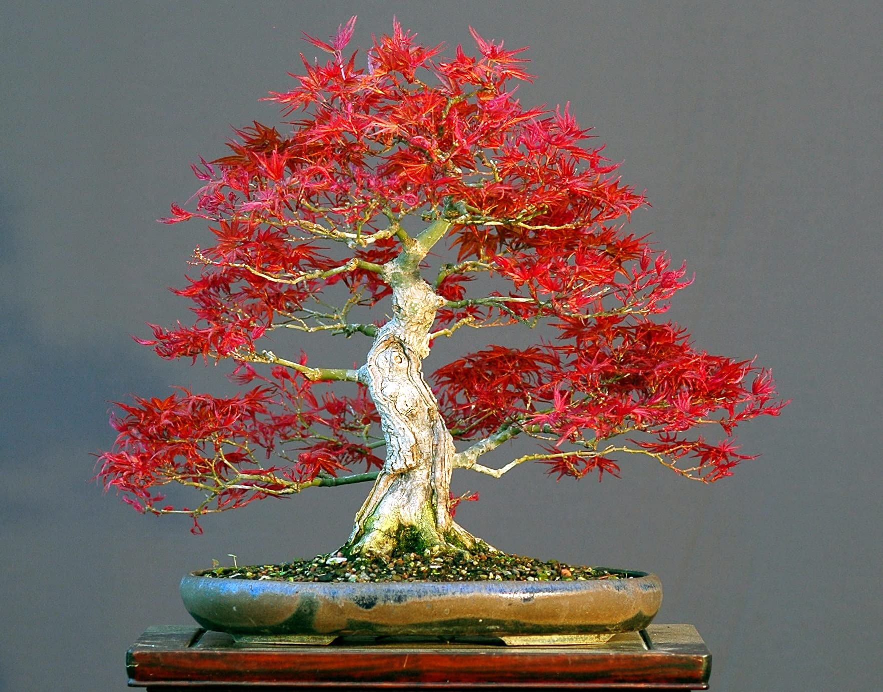 Japanese Bonsai Mini Red Maple Tree -15 Pcs Seeds | Daraz.com.bd