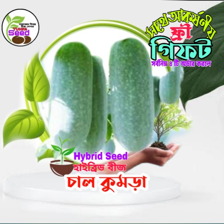 Hybrid chal kumra Seed 10 Pcs | Daraz.com.bd