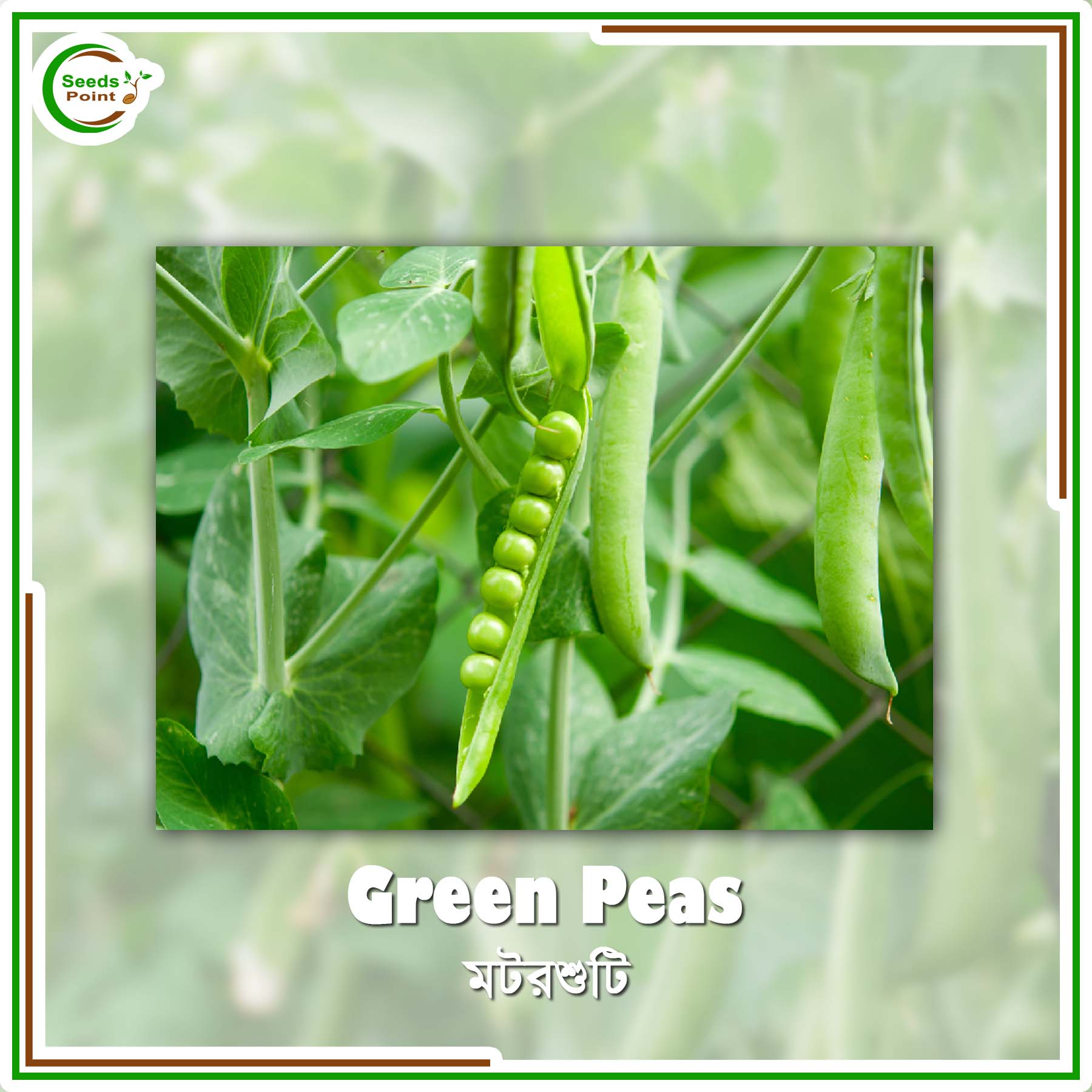 Motorshuti (Green Peas) Seeds - 20 gm | Daraz.com.bd