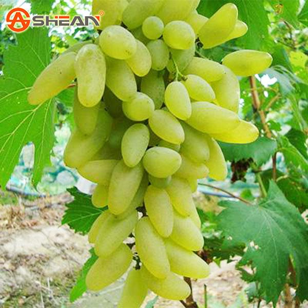 Rare finger grape ,Advanced fruit - Green seeds 35 pcs | Daraz.com.bd
