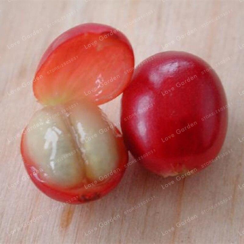 Coffee Bean Bonsai Home- grown Cocoa Bean Balcony Bonsai Tree Plant ...