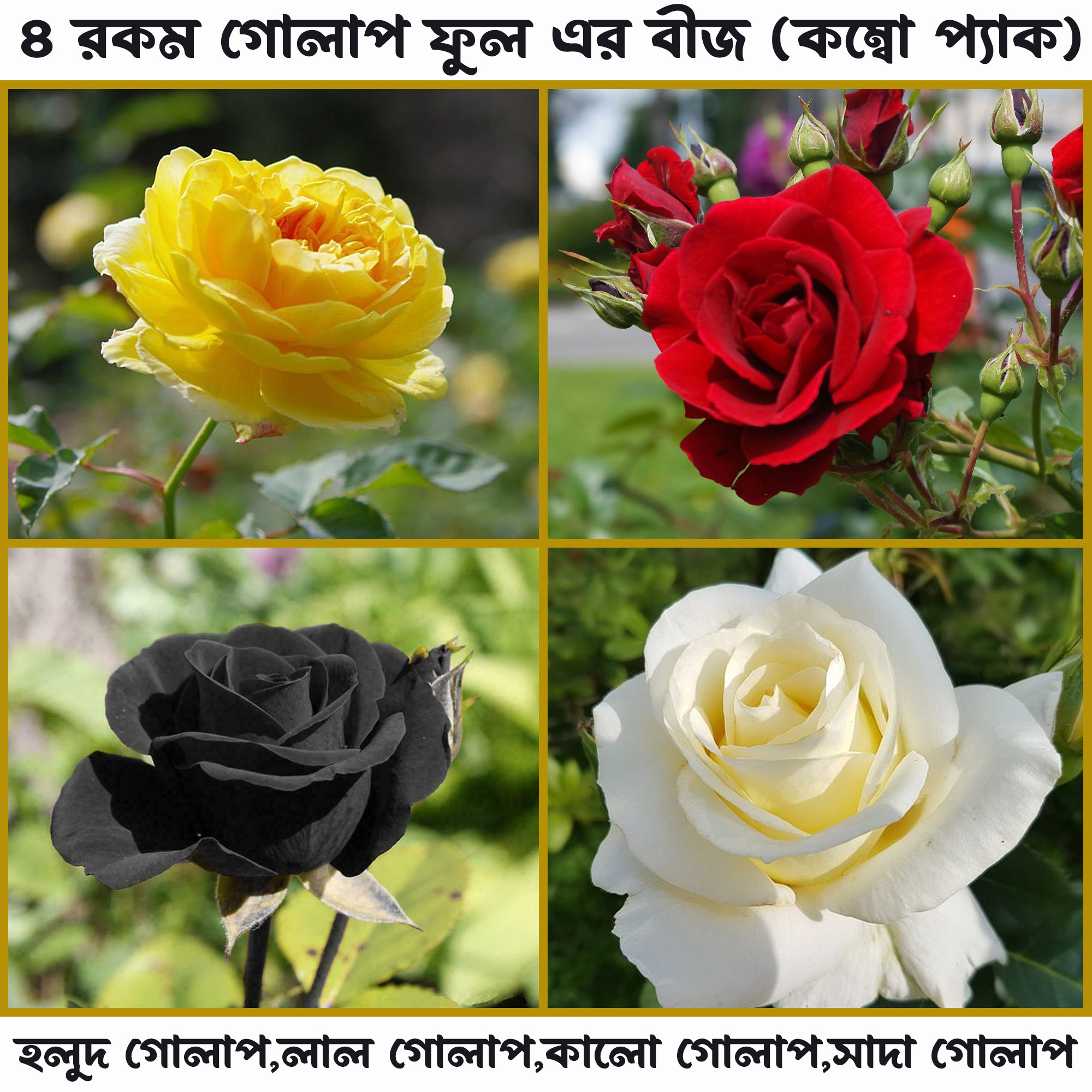 Multicolor Rose Flowers Seeds 10 Pice + Gift | Daraz.com.bd