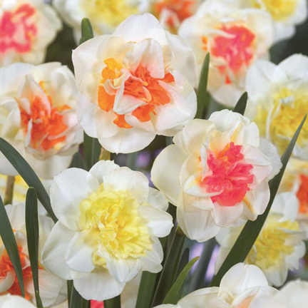 Daffodil Flower Meaning In Bengali | Best Flower Site