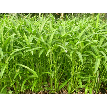 Jambu Plus Hybrid Grass Seeds 100 Pcs seeds | Daraz.com.bd