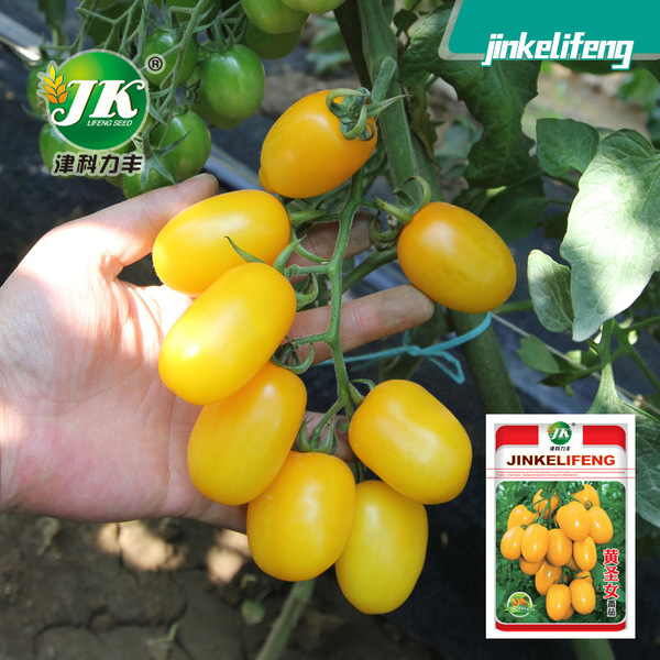 Cherry Tomato Yellow Colour intact colour Packet 50± Seeds | Daraz.com.bd