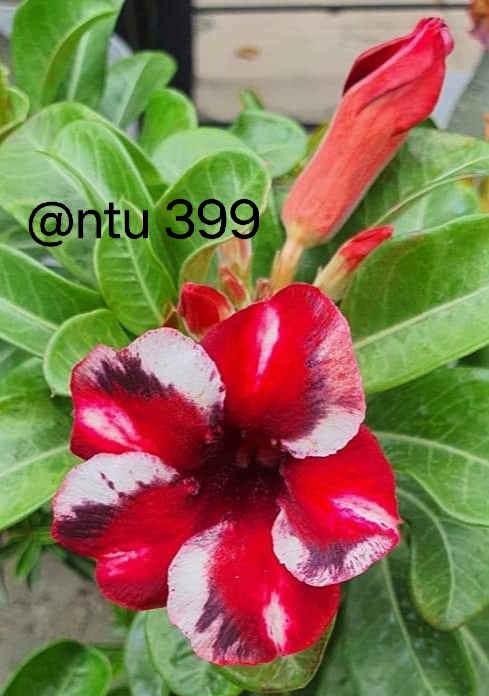 Adenium Grafted Plant (Multy Color) | Daraz.com.bd