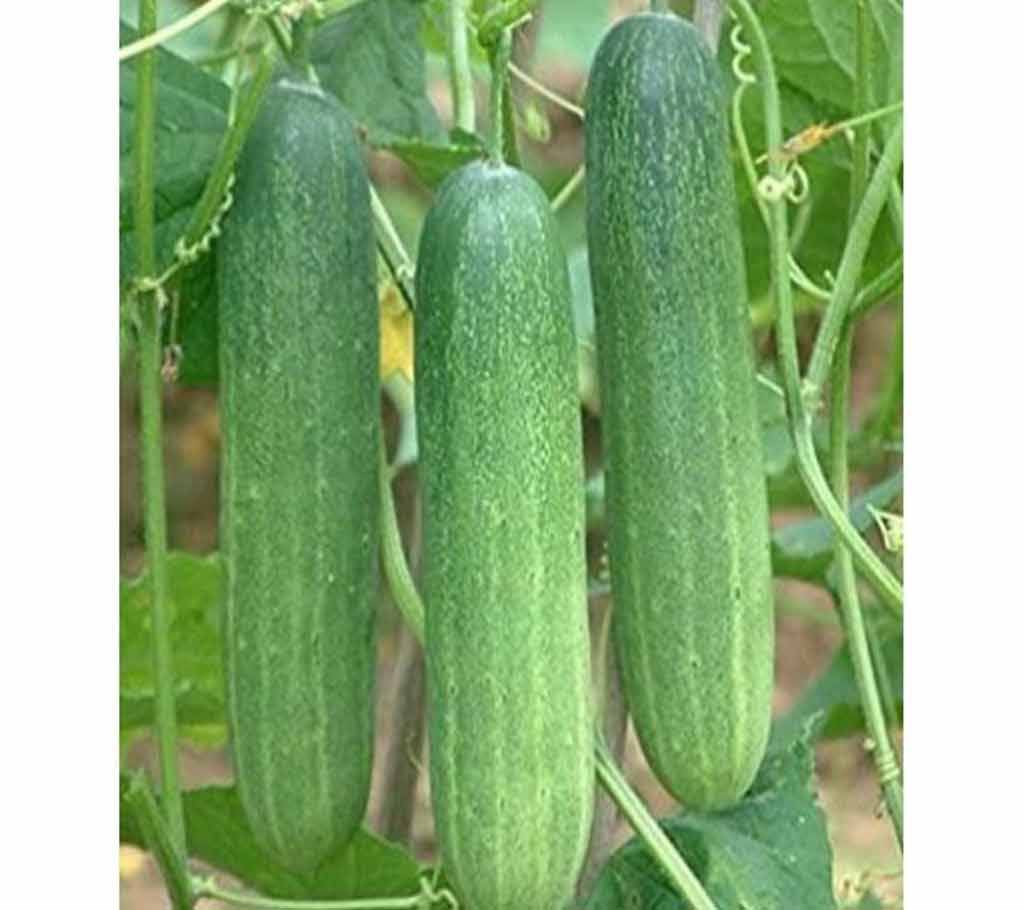All Season Vegetable Cucumber 20 Pcs seeds | Daraz.com.bd