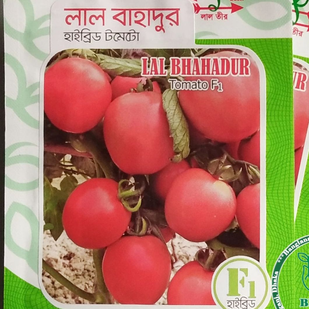 F1 Hybride Tomato Seeds Lal Bahadur Summer and rainy seasonal 1gram ...