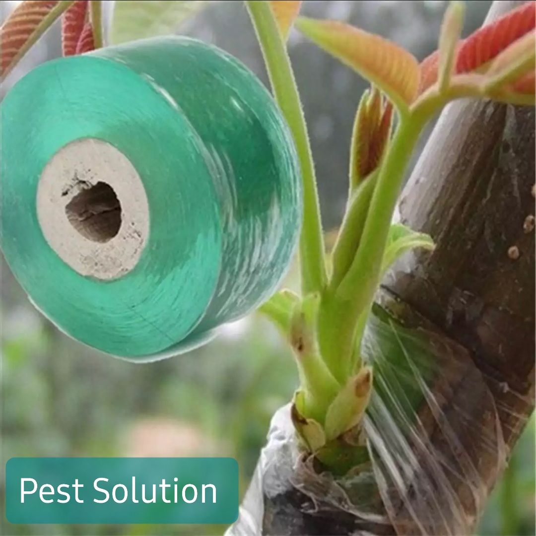 Gardening Pvc Film Grafted With Grafting Tape | Daraz.com.bd