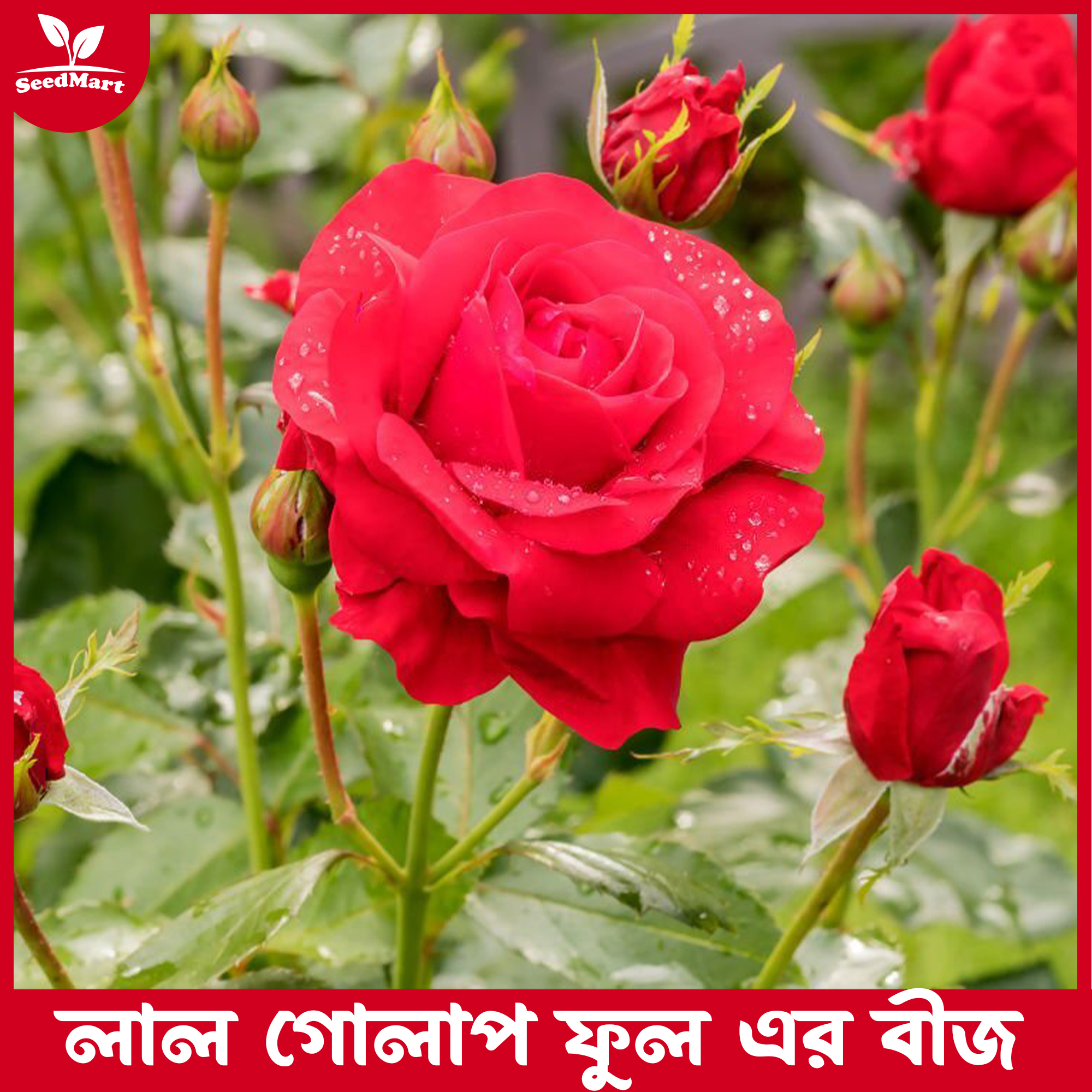 18 pice red rose flower seeds & gift | Daraz.com.bd