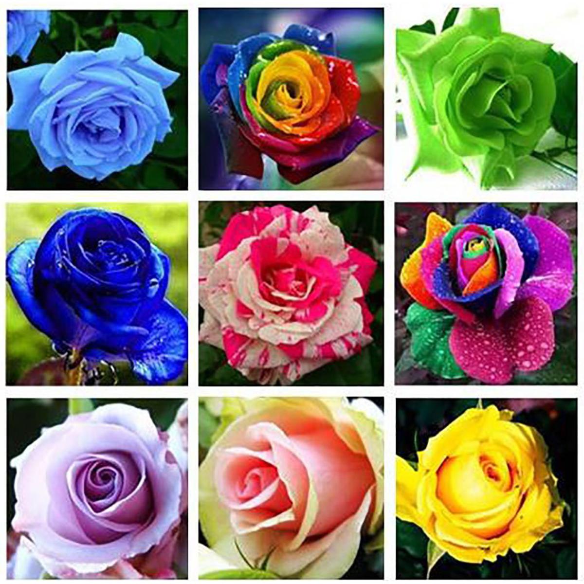Global Mixed Rainbow Roses Flower Seeds - 20 Pcs Seeds | Daraz.com.bd