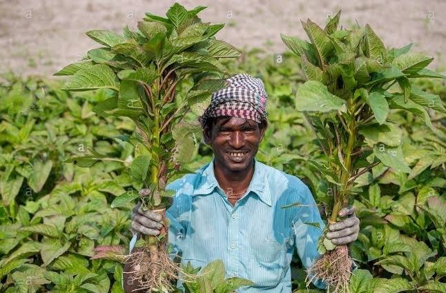 Data Vegetables Seeds (intact 2 packet) | Daraz.com.bd