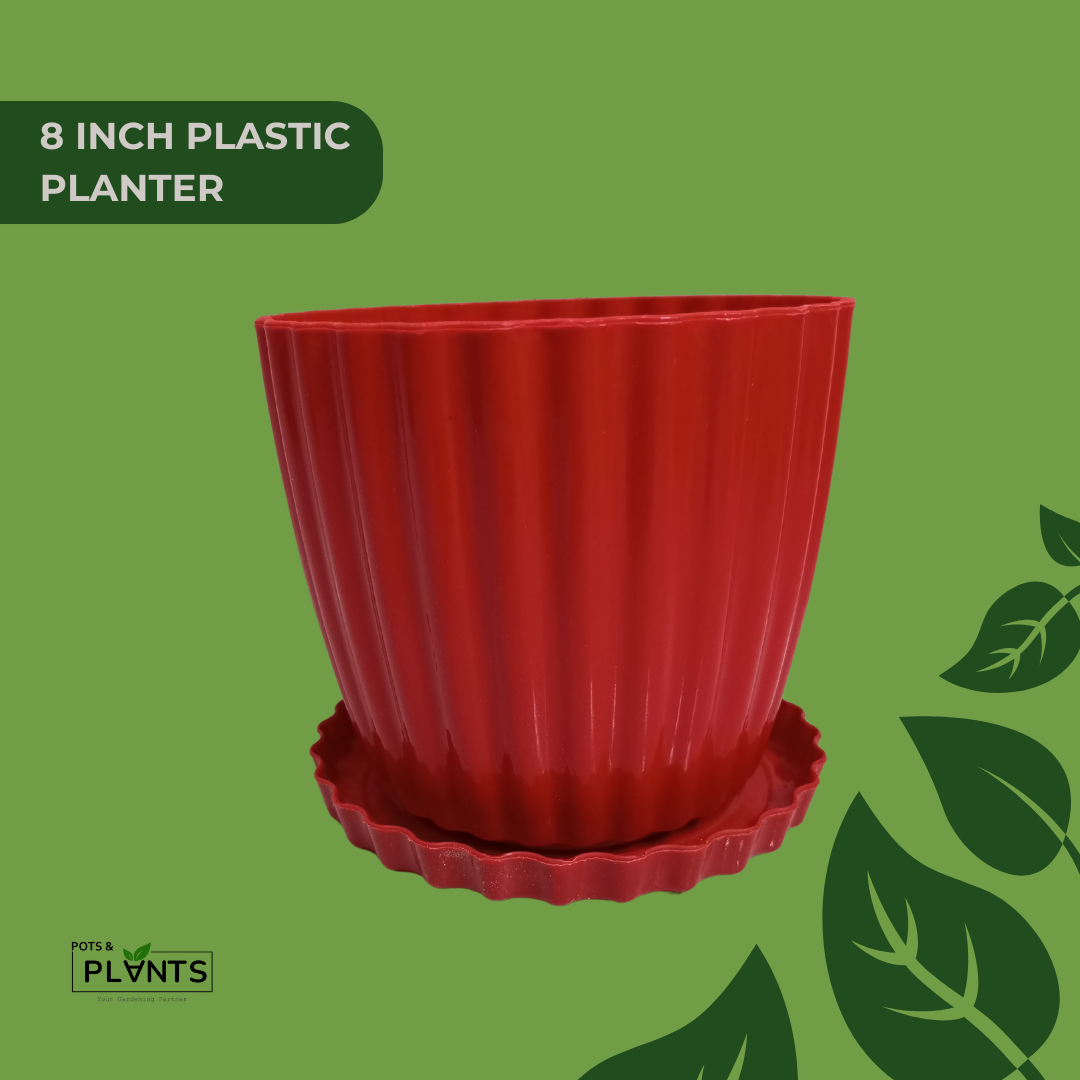 8 Inch Plastic Planter | Daraz.com.bd