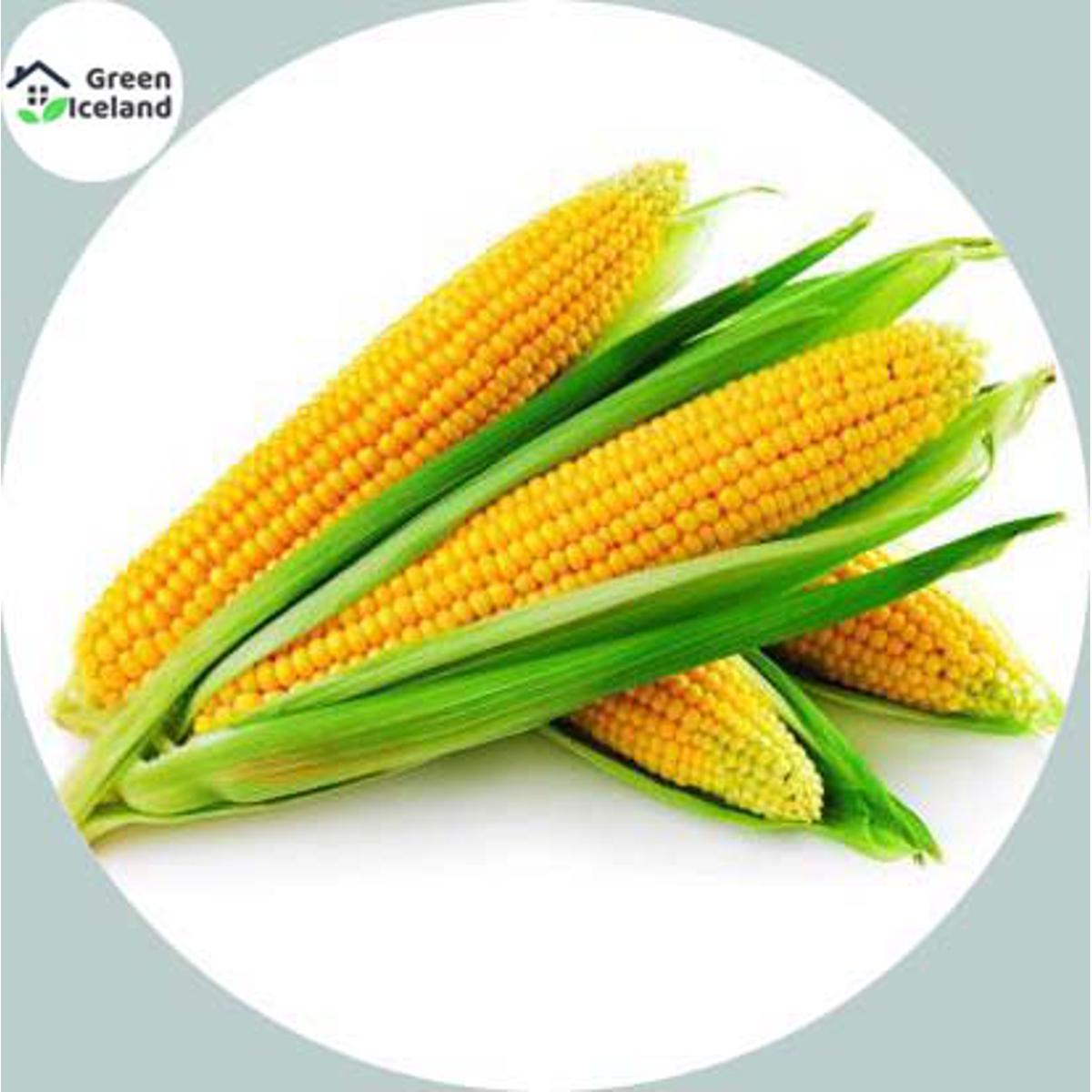 Organic Sweet Corn Seeds (ভুট্টা বীজ) - 50 Pcs Seeds | Daraz.com.bd