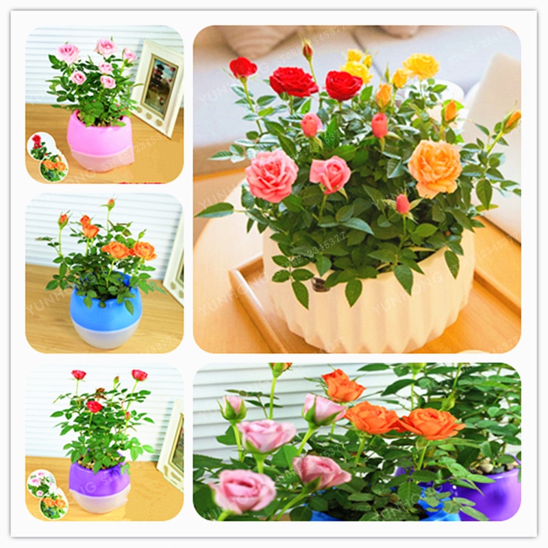 Rose Bonsai Miniature Rose bonsai A Little Cute Plants For Miniature ...