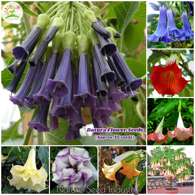 [Fast Germination] Datura Brugmansia Seeds for Planting (50 seeds/bag ...