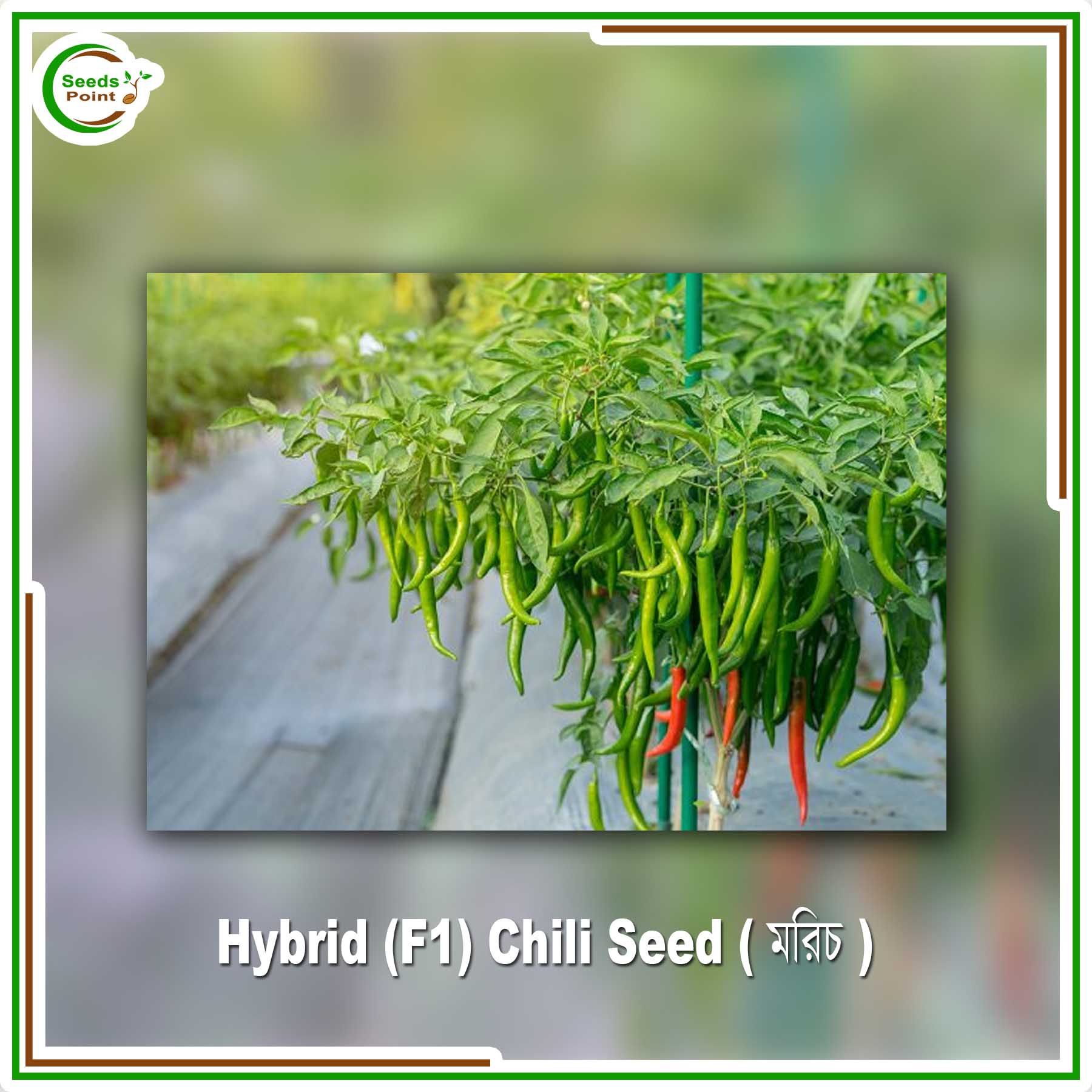 Hybrid (F1) Chili Seed (Morich) - 25 Seeds | Daraz.com.bd